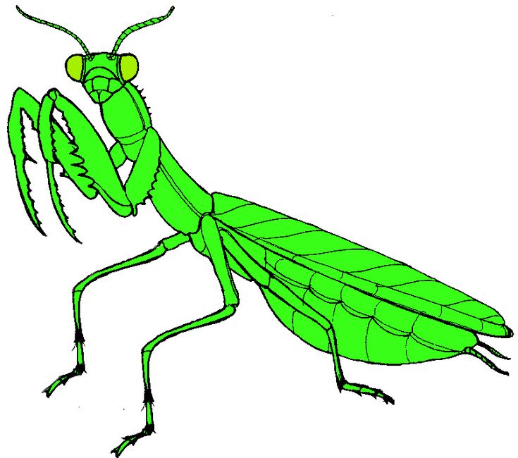 Mantis Poem – Musings of the Mad